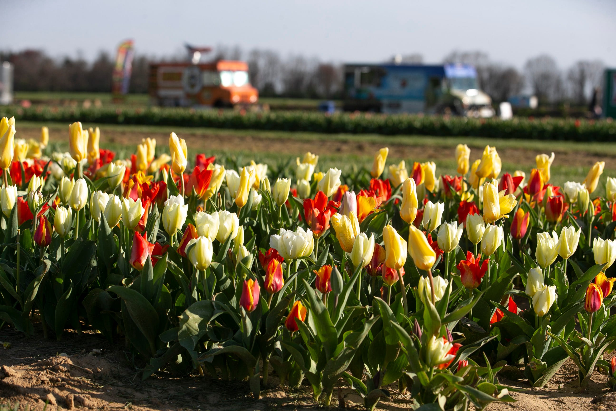 Holland Ridge Farms NJ tulip festival offers Instagram-worthy setting