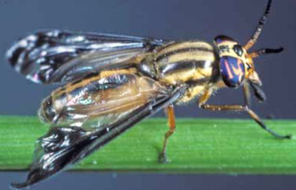 Large biting flies emerge from the wildlands of Florida in summer ...