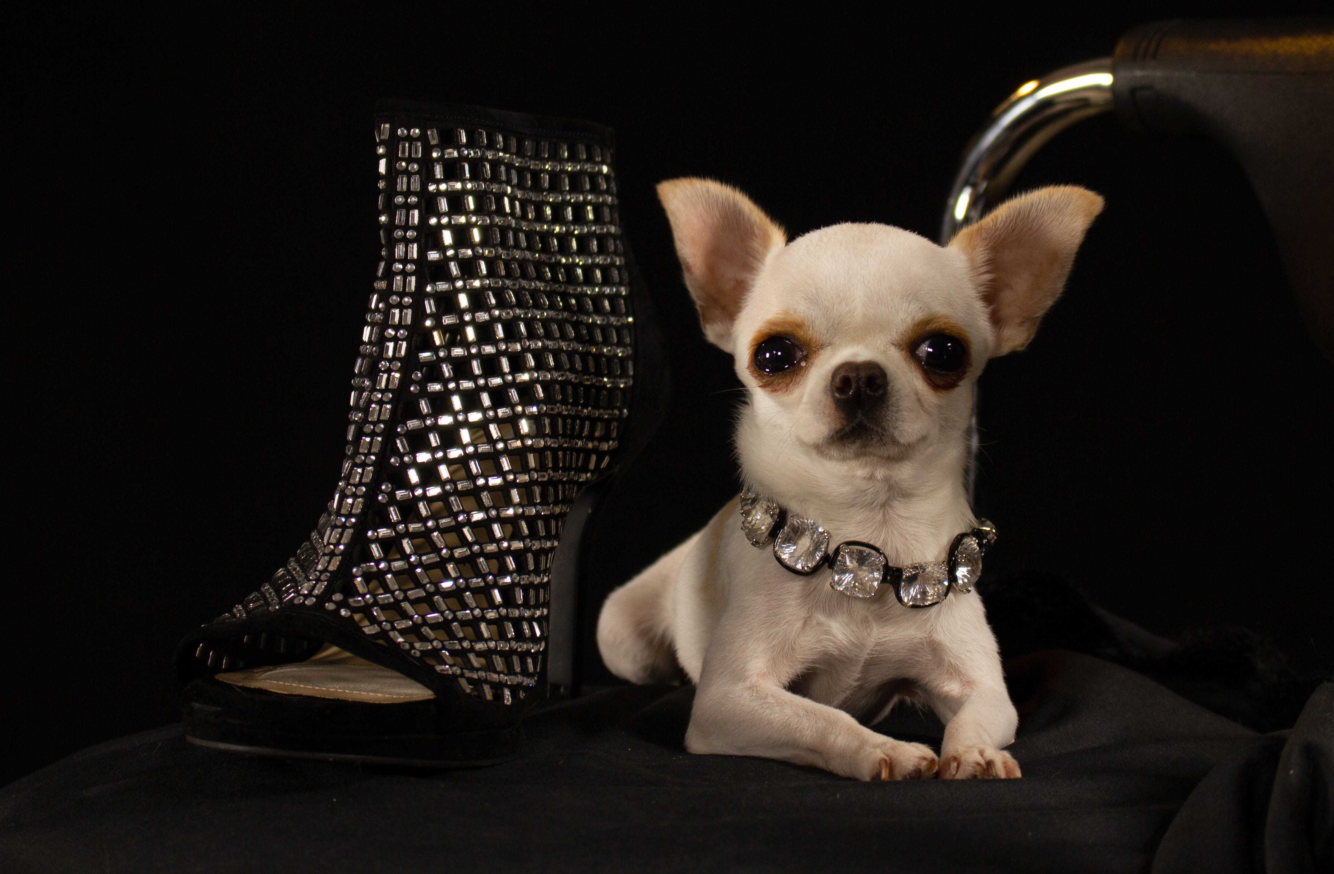 What is the shortest dog in the world? Pearl the chihuahua takes title