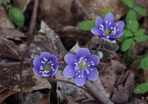 Over the Garden Gate: Spring Ephemeral Wildflowers are a delight to behold