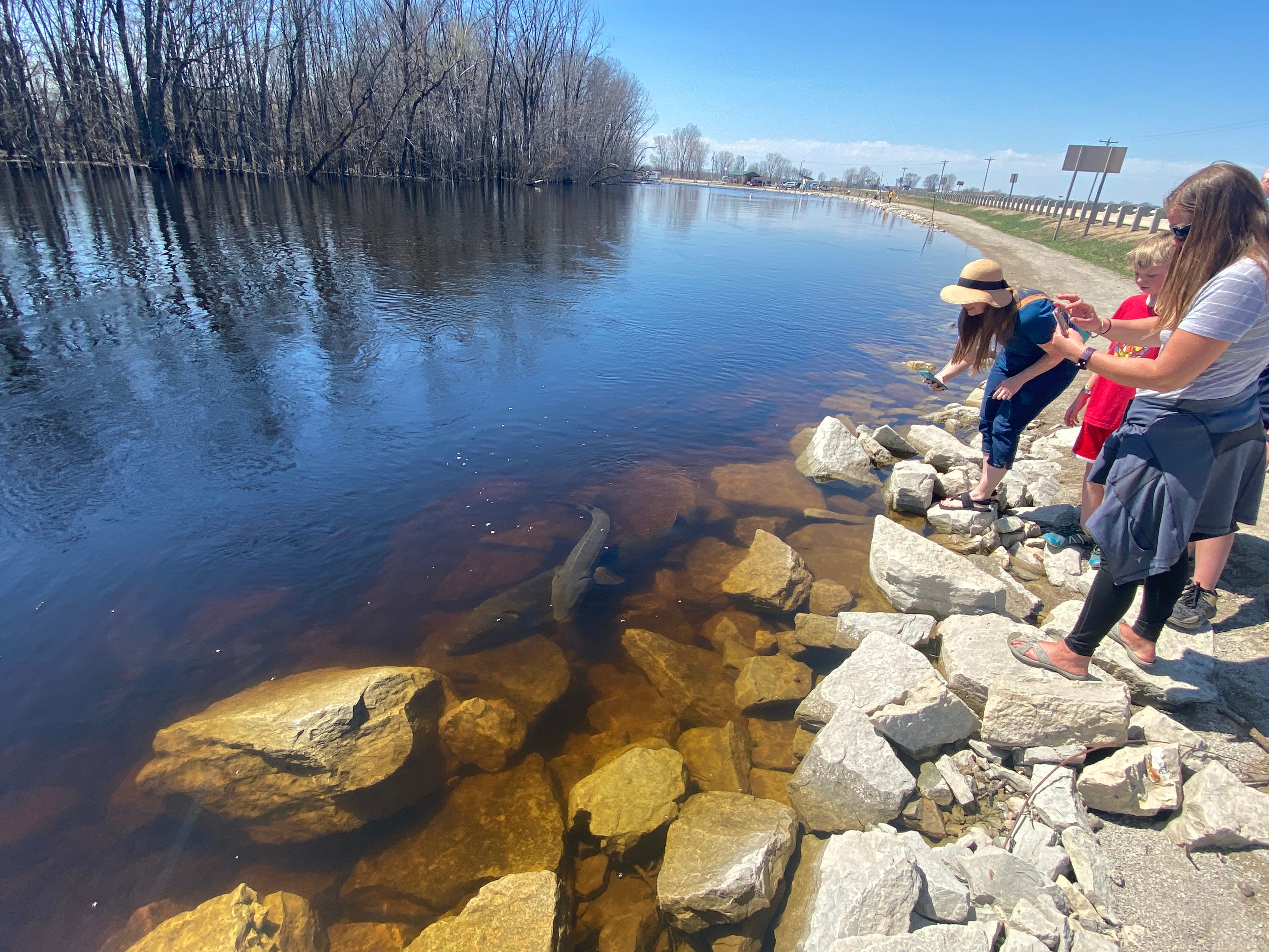 Spawning sturgeon create spectacle on Wisconsin's Wolf River