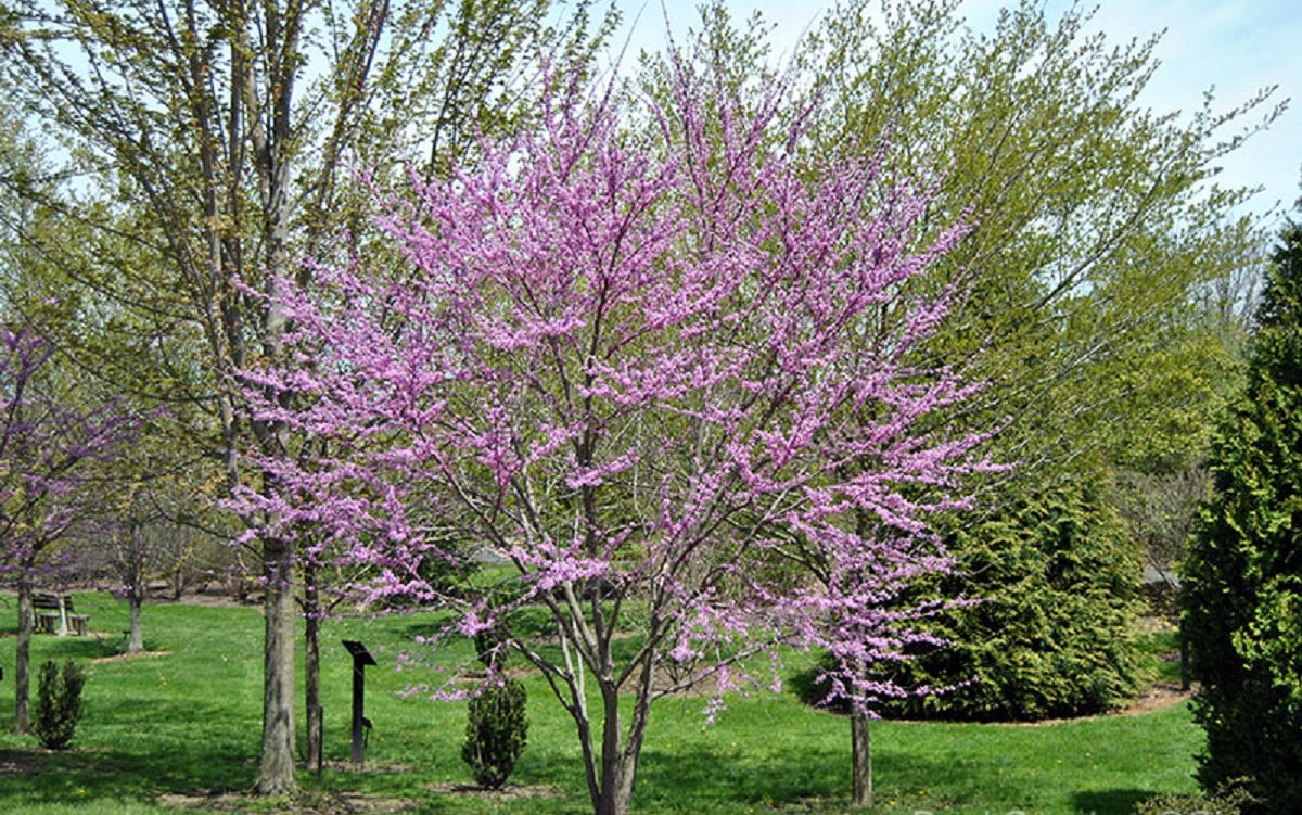 Top ten Ohio native trees to plant in your home landscape