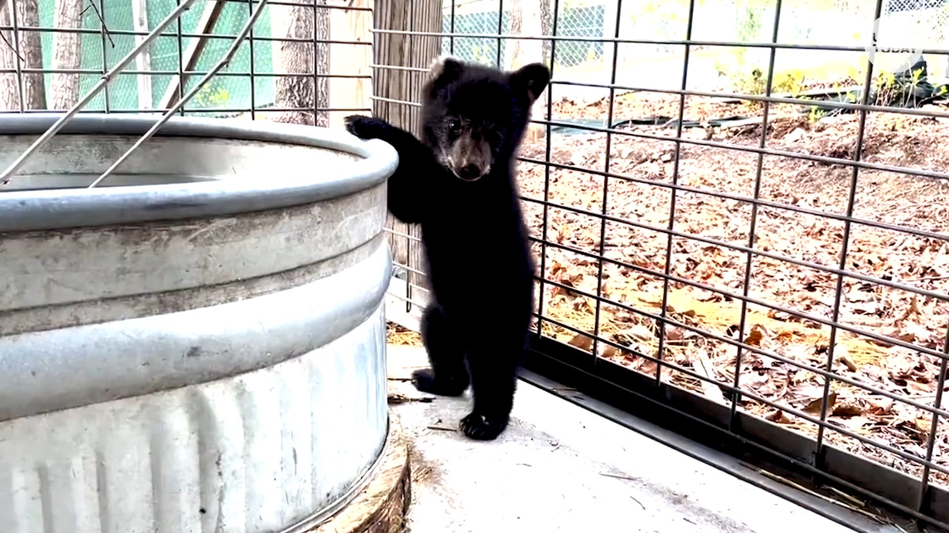 Rescued black bear cub enjoys playtime with carers at a wildlife center ...