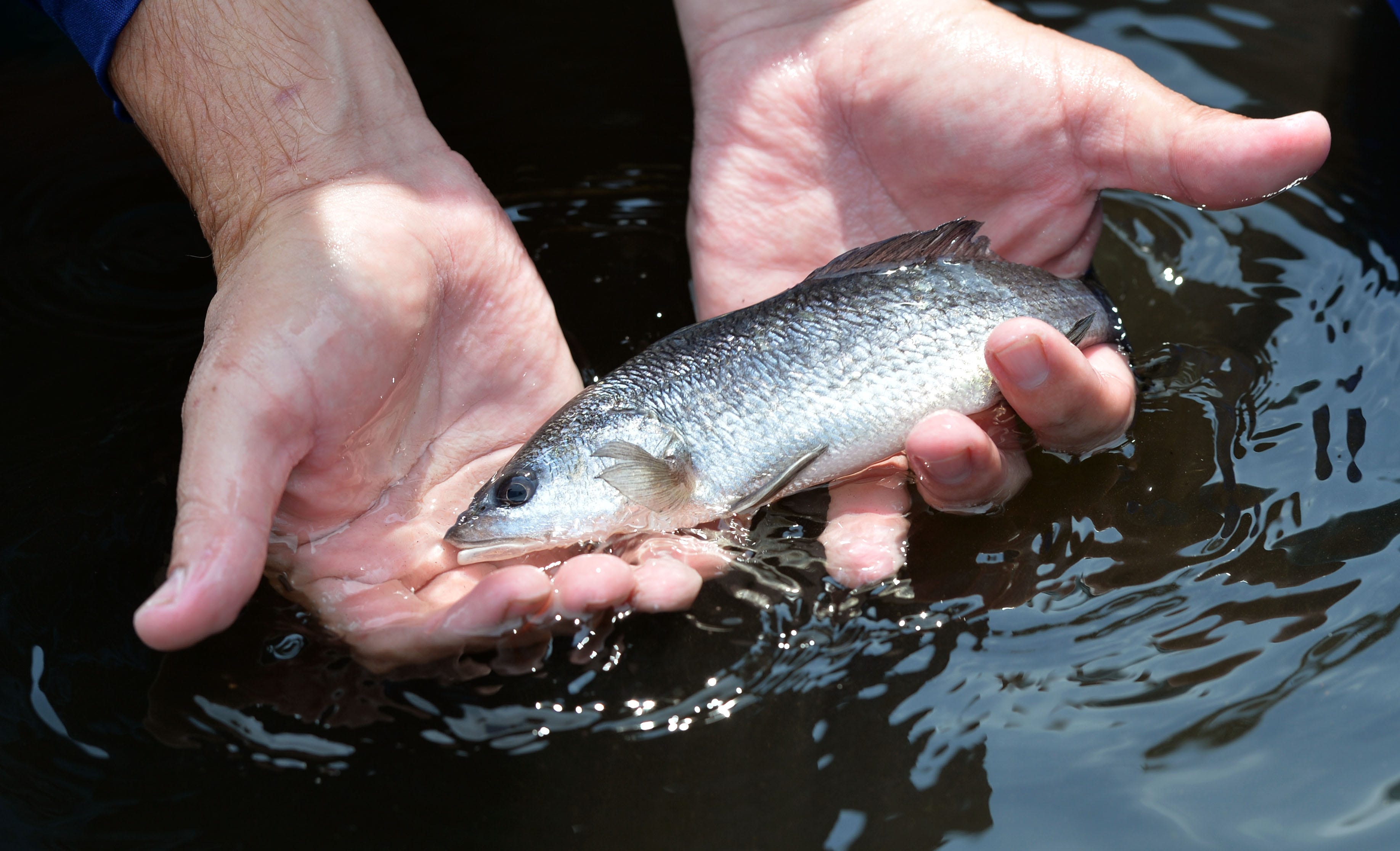 Baby Redfish