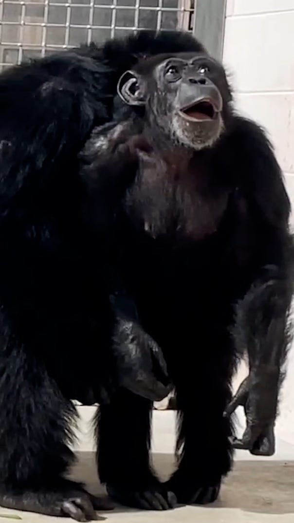 chimp standing up