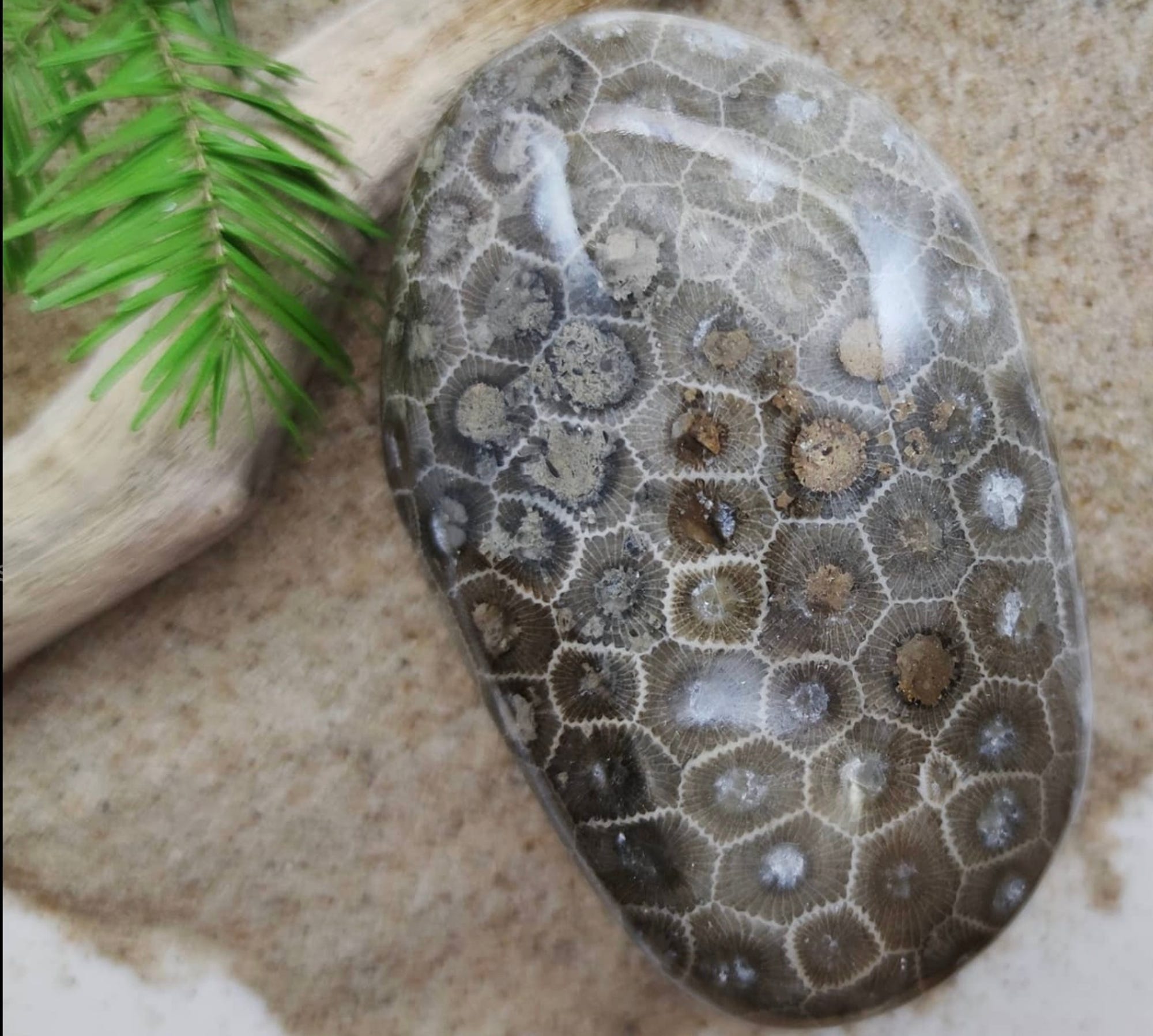 Not just any rock: Petoskey stones big business for jewelers